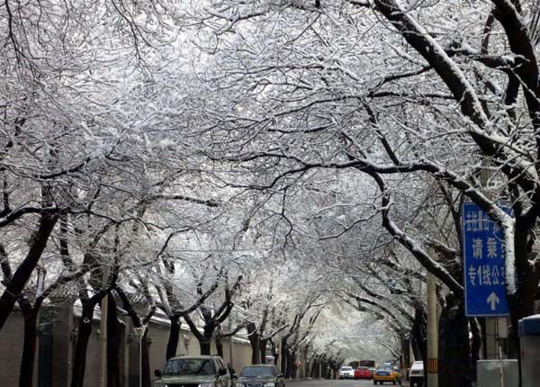 Spring snow blankets Beijing[1]|chinadaily.com.cn