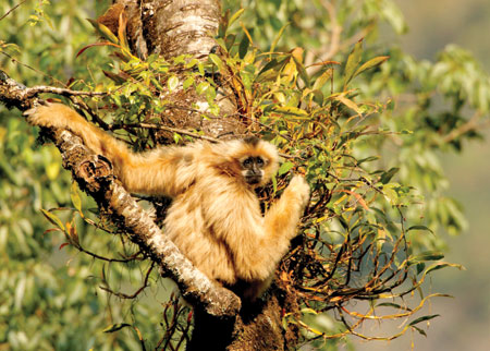 Last of the gibbons|Life|chinadaily.com.cn