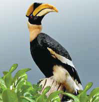 Tongues tied around tatu-bola|Focus|chinadaily.com.cn