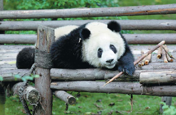 Captive Breeding Programs For Red Pandas - filesgarden