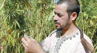 Morocco mulls legal marijuana growing|World|chinadaily.com.cn