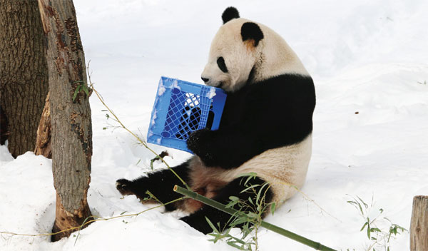 Pandas put on show in the snow|Across America|chinadaily.com.cn