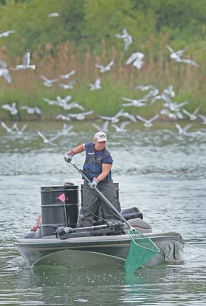 Asian carp: Americans' poison, Chinese people's delicacy