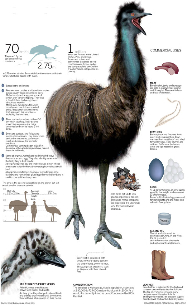 Feasible fowl[2]|chinadaily.com.cn